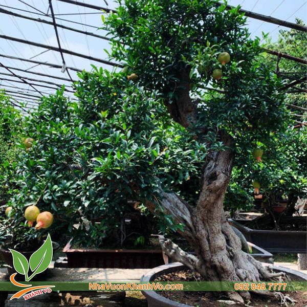 Cây Lựu bonsai Đẹp Gốc Khủng – NHÀ VƯỜN KHÁNH VÕ - CÂY ĐỘC LẠ