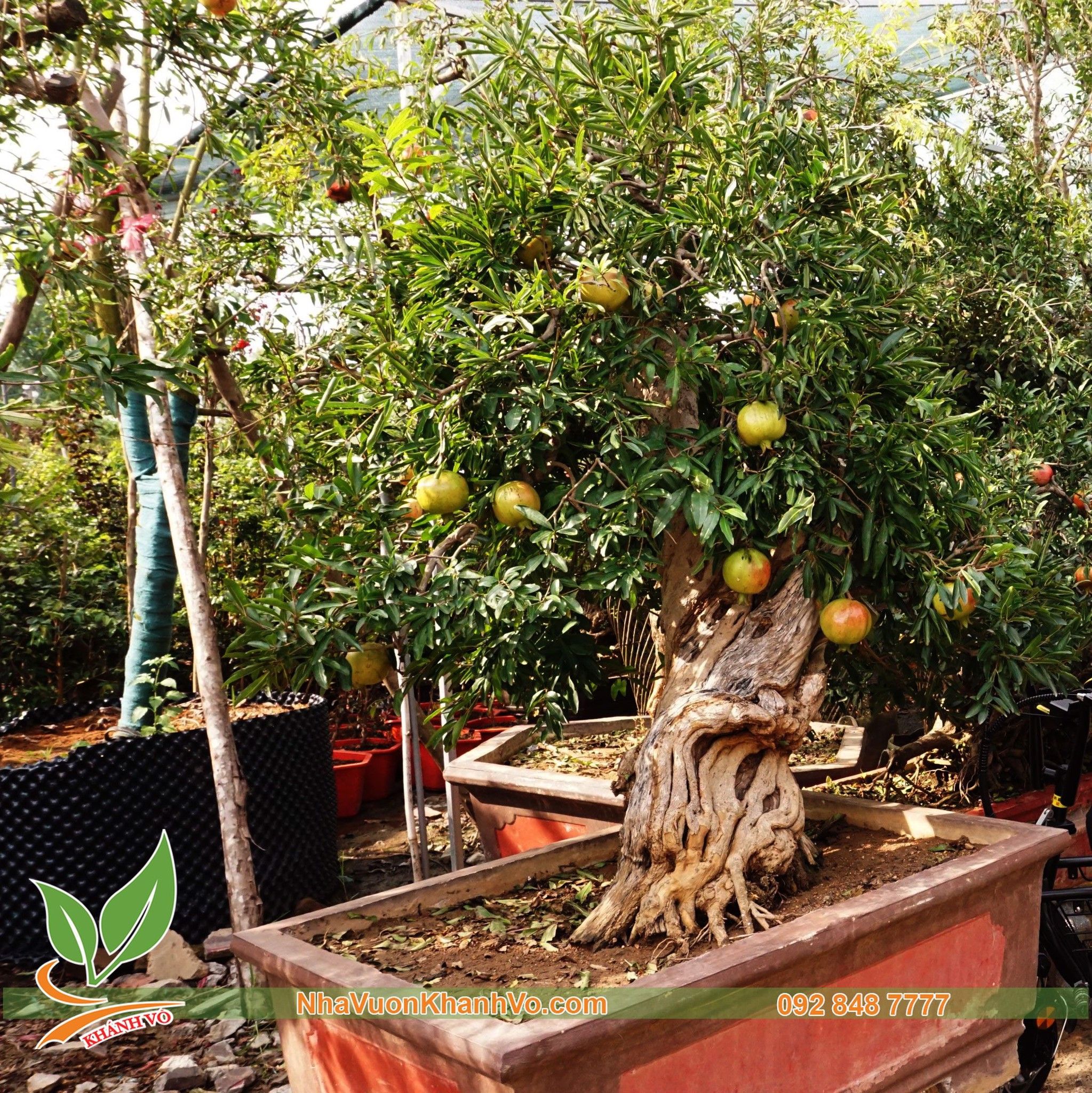 CÂY LỰU BONSAI ĐẸP TRÊN 100 NĂM TUỔI – NHÀ VƯỜN KHÁNH VÕ - CÂY ĐỘC LẠ