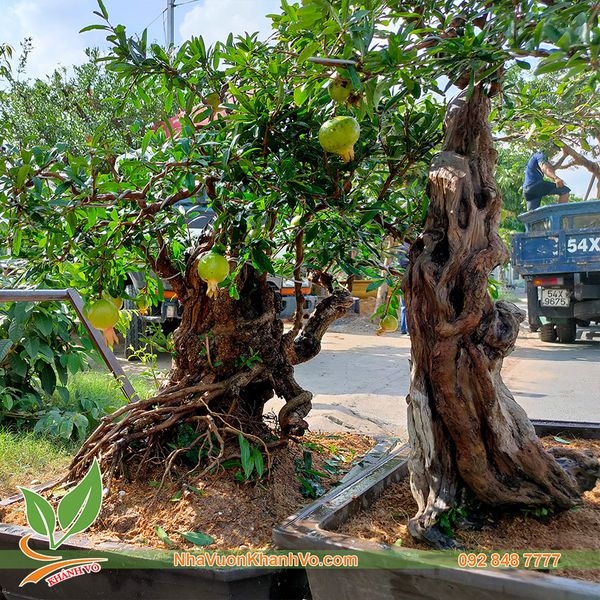 Cây lựu bonsai Gốc Đẹp Sai Trái – NHÀ VƯỜN KHÁNH VÕ - CÂY ĐỘC LẠ