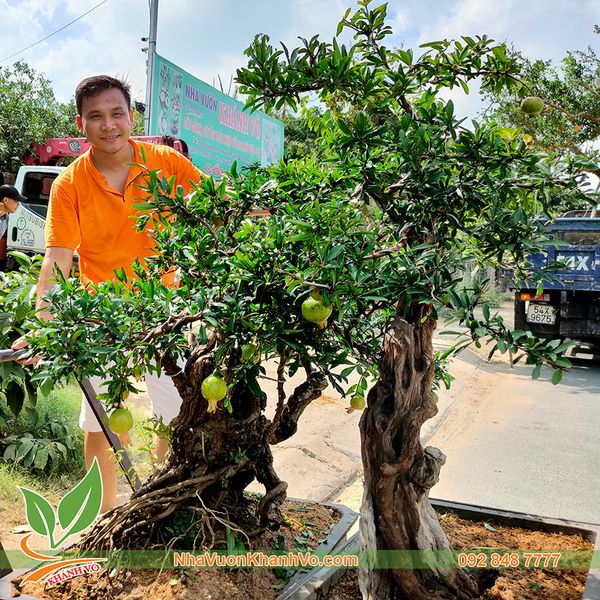 Cây lựu bonsai Gốc Đẹp Sai Trái – NHÀ VƯỜN KHÁNH VÕ - CÂY ĐỘC LẠ