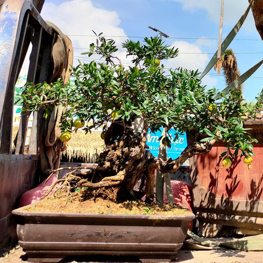 Cây lựu bonsai Gốc Đẹp Sai Trái – NHÀ VƯỜN KHÁNH VÕ - CÂY ĐỘC LẠ