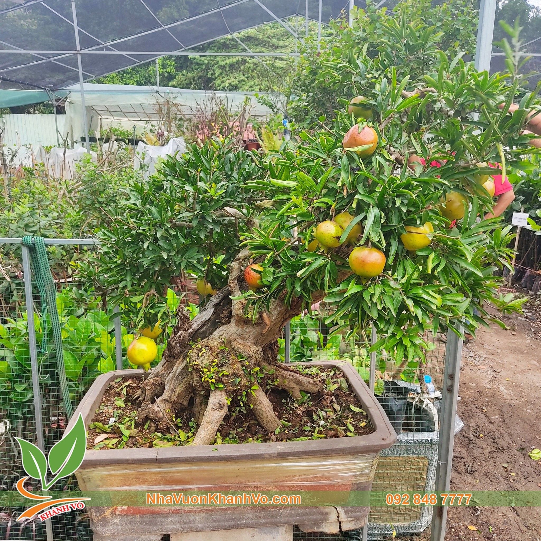 CÂY LỰU ĐỎ BONSAI 70 NĂM TUỔI – NHÀ VƯỜN KHÁNH VÕ - CÂY ĐỘC LẠ