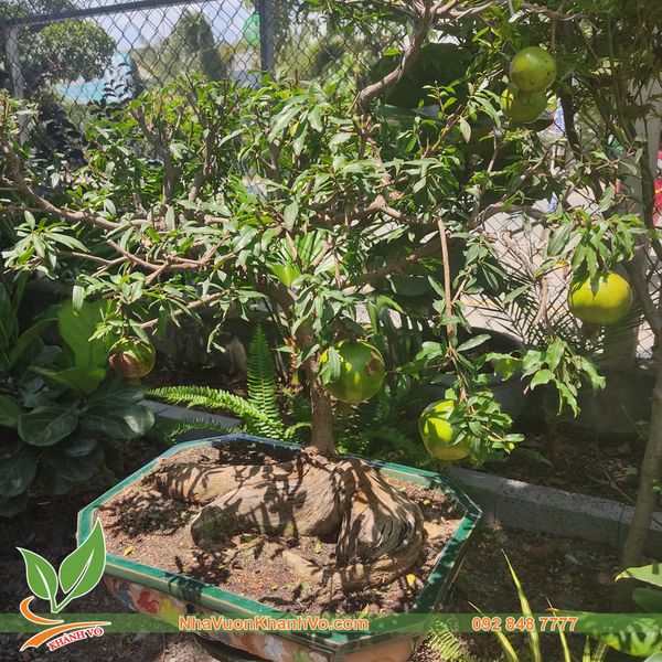 CÂY LỰU ĐỎ BONSAI GỐC LỚN – NHÀ VƯỜN KHÁNH VÕ - CÂY ĐỘC LẠ