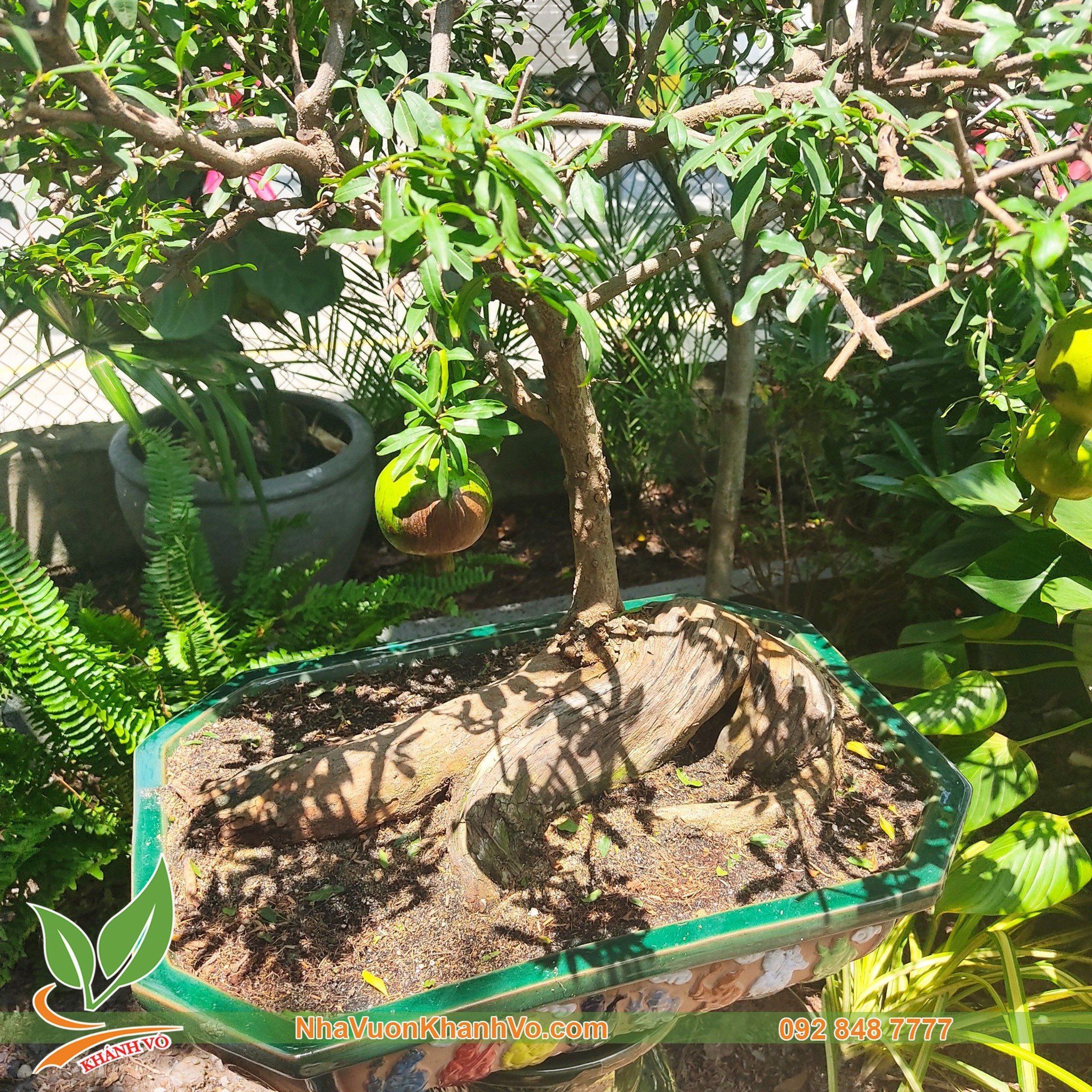 CÂY LỰU ĐỎ BONSAI GỐC LỚN – NHÀ VƯỜN KHÁNH VÕ - CÂY ĐỘC LẠ