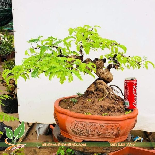 Cây Me Bonsai – NHÀ VƯỜN KHÁNH VÕ - CÂY ĐỘC LẠ
