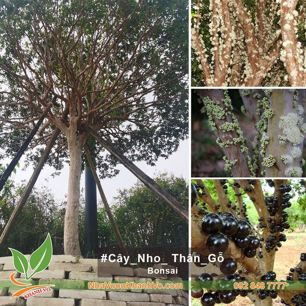 CÂY NHO THÂN GỖ CỔ THỤ Ở VIỆT NAM – NHÀ VƯỜN KHÁNH VÕ - CÂY ĐỘC LẠ