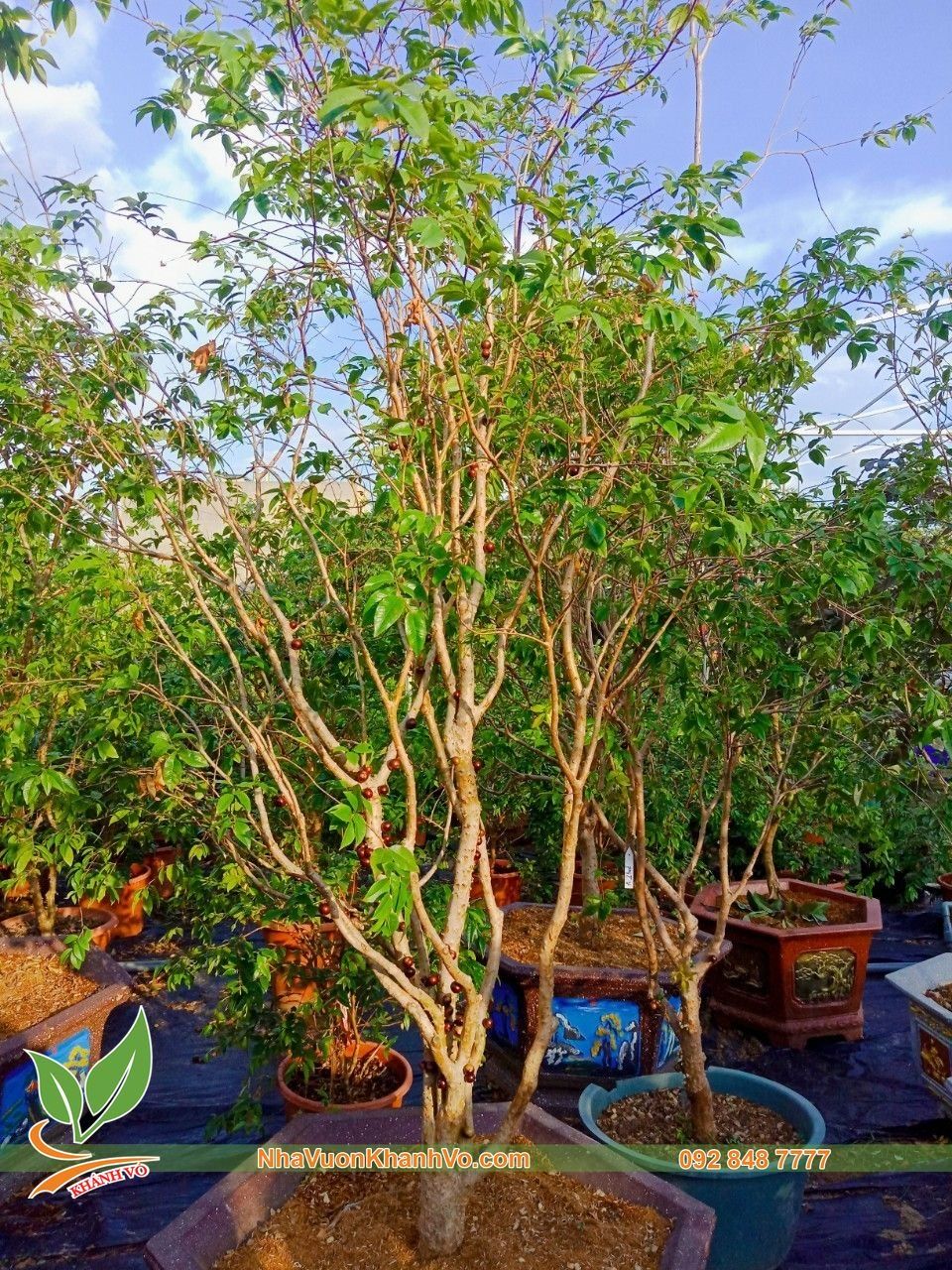 Nho Thân Gỗ 12 Vụ – NHÀ VƯỜN KHÁNH VÕ - CÂY ĐỘC LẠ