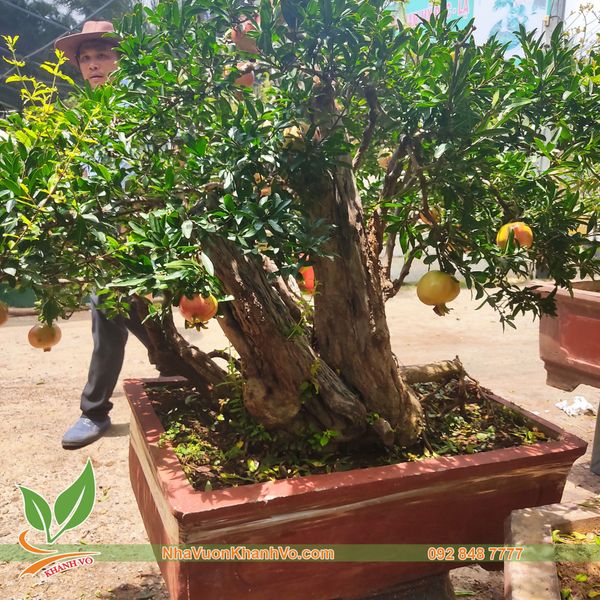 CÂY THẠCH LỰU BONSAI TRÊN 100 NĂM TUỔI – NHÀ VƯỜN KHÁNH VÕ - CÂY ĐỘC LẠ