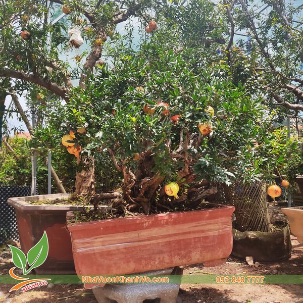 CÂY THẠCH LỰU BONSAI TRÊN 100 NĂM TUỔI – NHÀ VƯỜN KHÁNH VÕ - CÂY ĐỘC LẠ