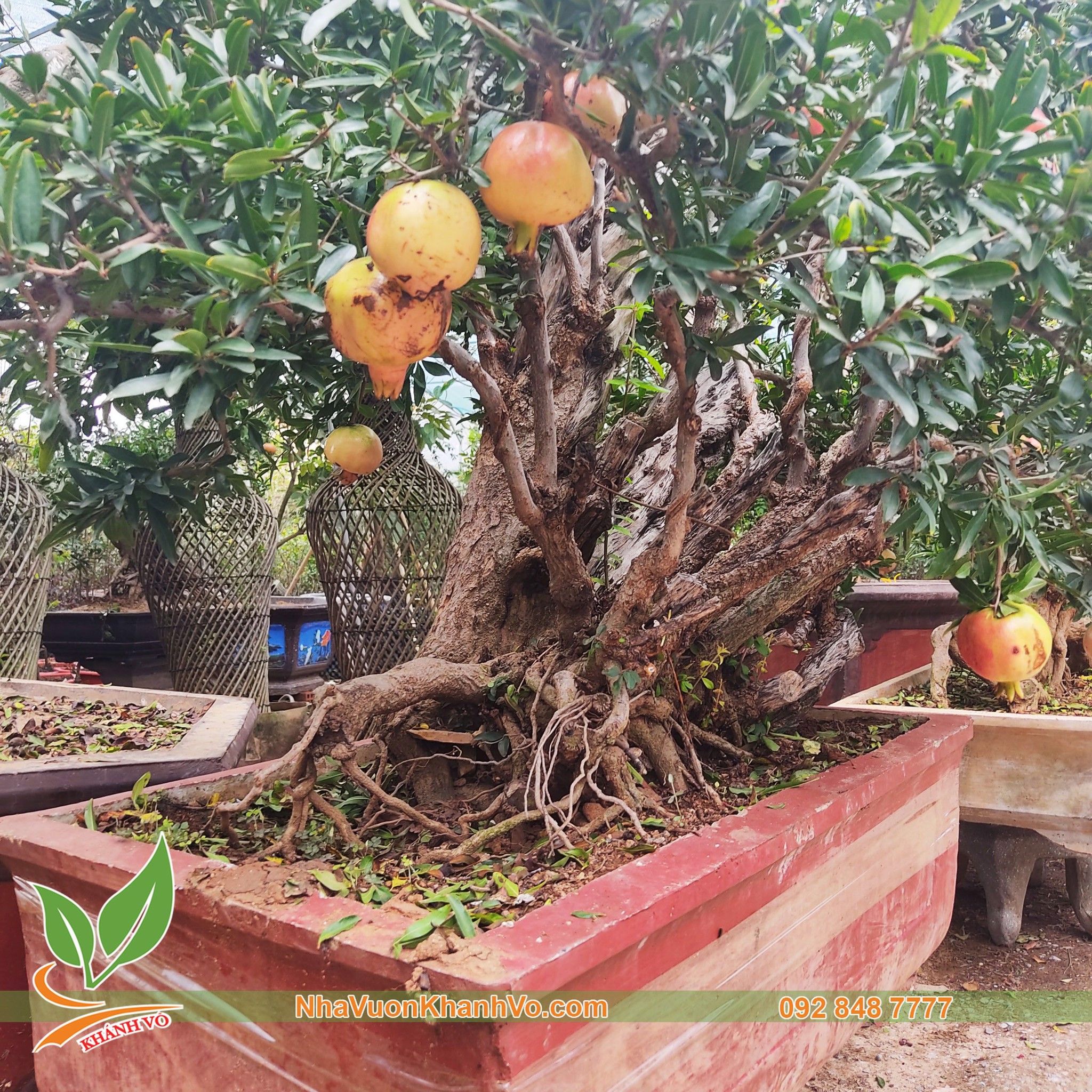 CÂY THẠCH LỰU BONSAI TRÊN 100 NĂM TUỔI – NHÀ VƯỜN KHÁNH VÕ - CÂY ĐỘC LẠ