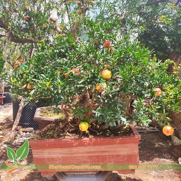 CÂY THẠCH LỰU BONSAI TRÊN 100 NĂM TUỔI – NHÀ VƯỜN KHÁNH VÕ - CÂY ĐỘC LẠ