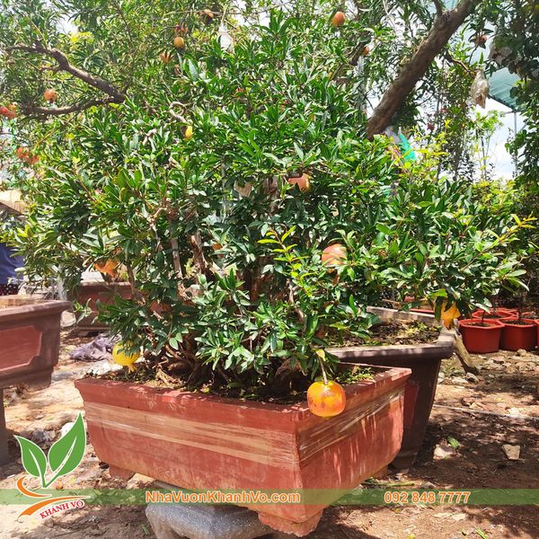 CÂY THẠCH LỰU BONSAI TRÊN 100 NĂM TUỔI – NHÀ VƯỜN KHÁNH VÕ - CÂY ĐỘC LẠ