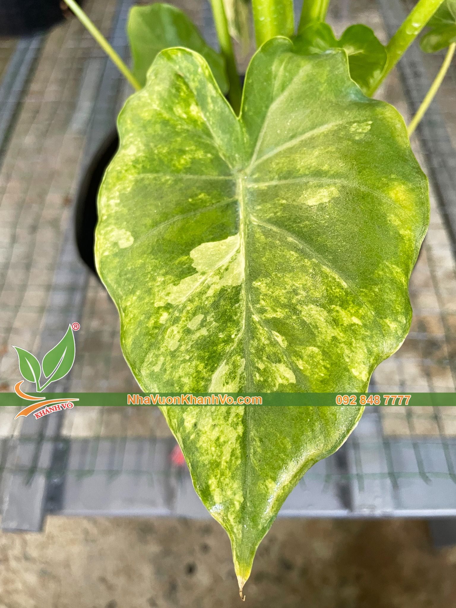 Cây Ráy Vàng – NHÀ VƯỜN KHÁNH VÕ - CÂY ĐỘC LẠ