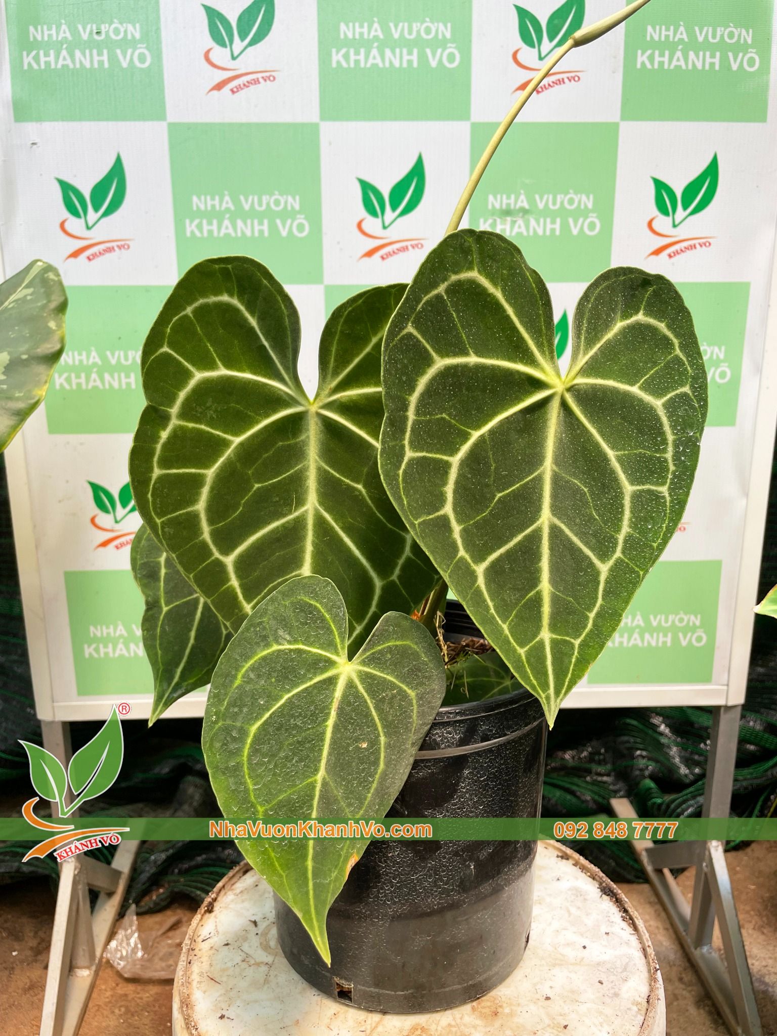 ANTHURIUM CLARI DARK (MÔN NHUNG TÍM) – NHÀ VƯỜN KHÁNH VÕ - CÂY ĐỘC LẠ
