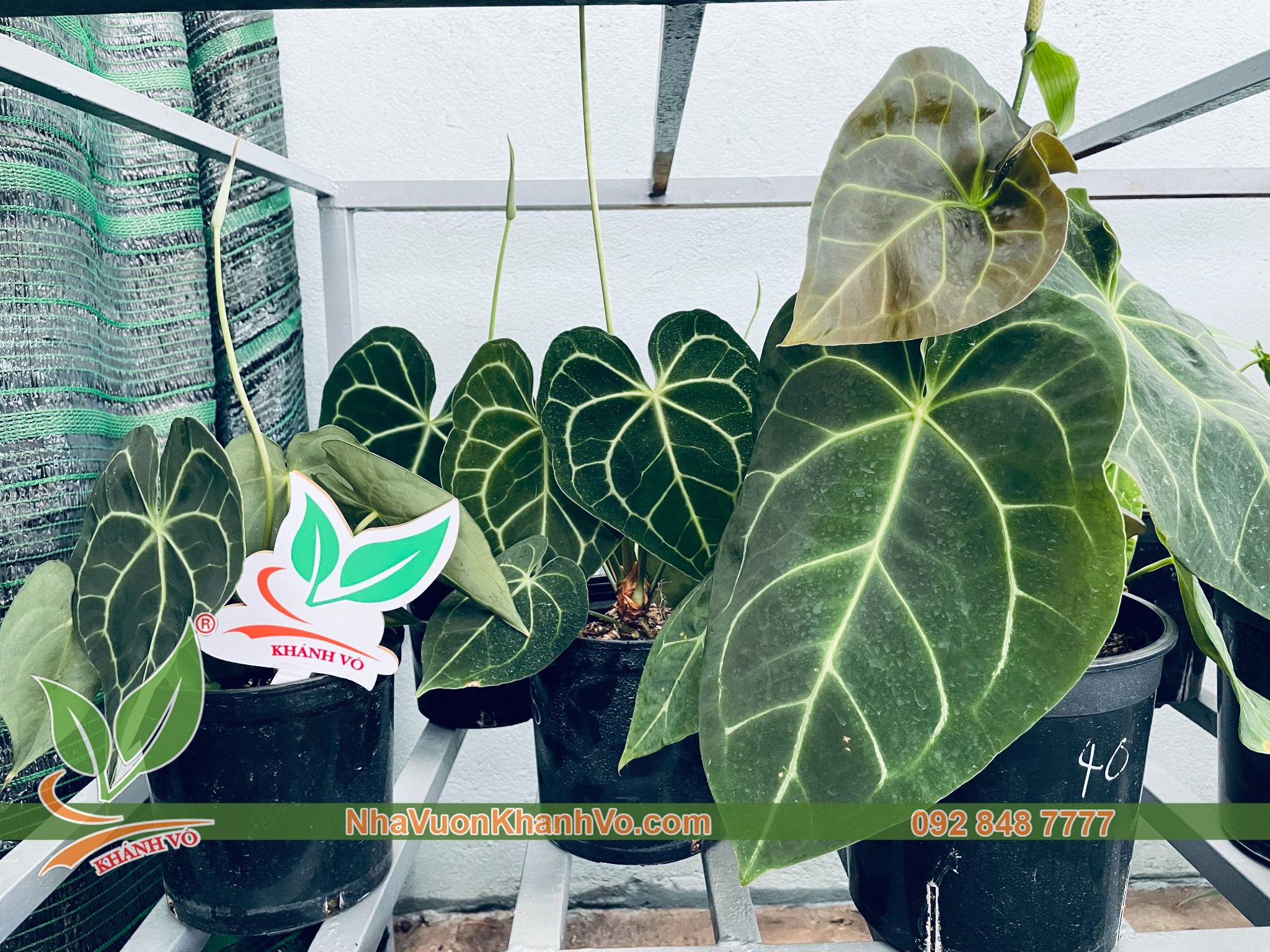 ANTHURIUM CLARI DARK (MÔN NHUNG TÍM) – NHÀ VƯỜN KHÁNH VÕ - CÂY ĐỘC LẠ