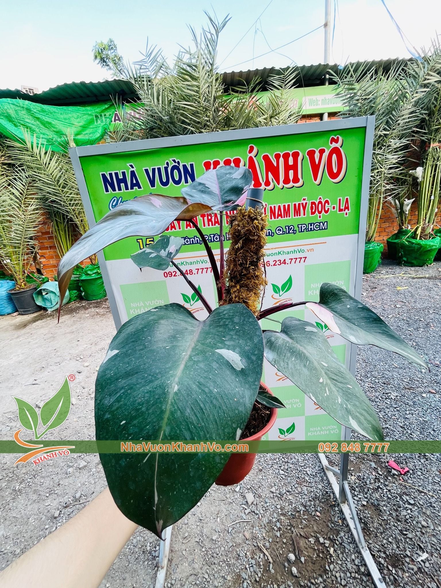 Cây Công Chúa Hồng – NHÀ VƯỜN KHÁNH VÕ - CÂY ĐỘC LẠ