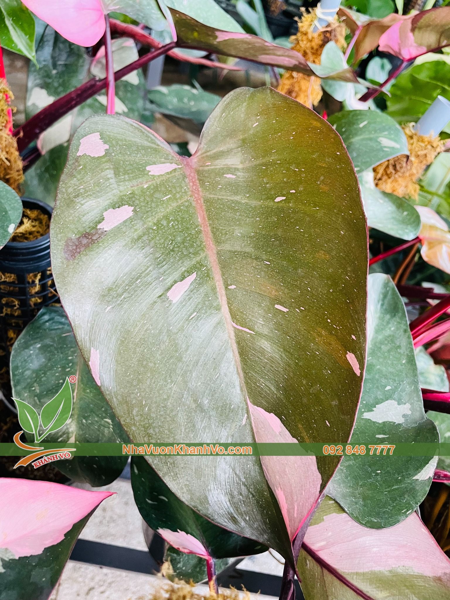 Cây Công Chúa Hồng – NHÀ VƯỜN KHÁNH VÕ - CÂY ĐỘC LẠ