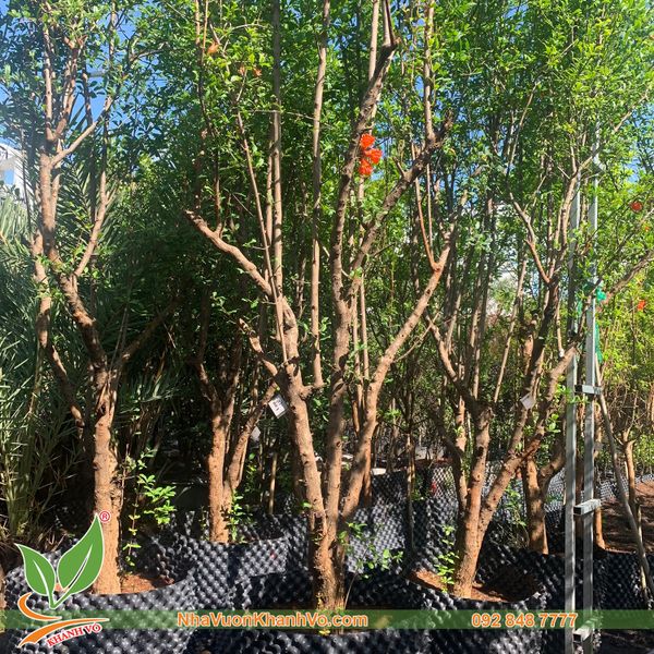 Cây giống Lựu đỏ Ấn Độ cao 60 - 80 cm – NHÀ VƯỜN KHÁNH VÕ - CÂY ĐỘC LẠ