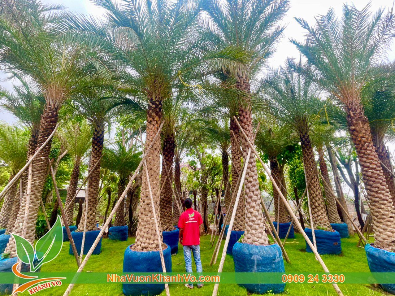 Cây Chà Là Trung Đông Lóng cao 4m – NHÀ VƯỜN KHÁNH VÕ - CÂY ĐỘC LẠ