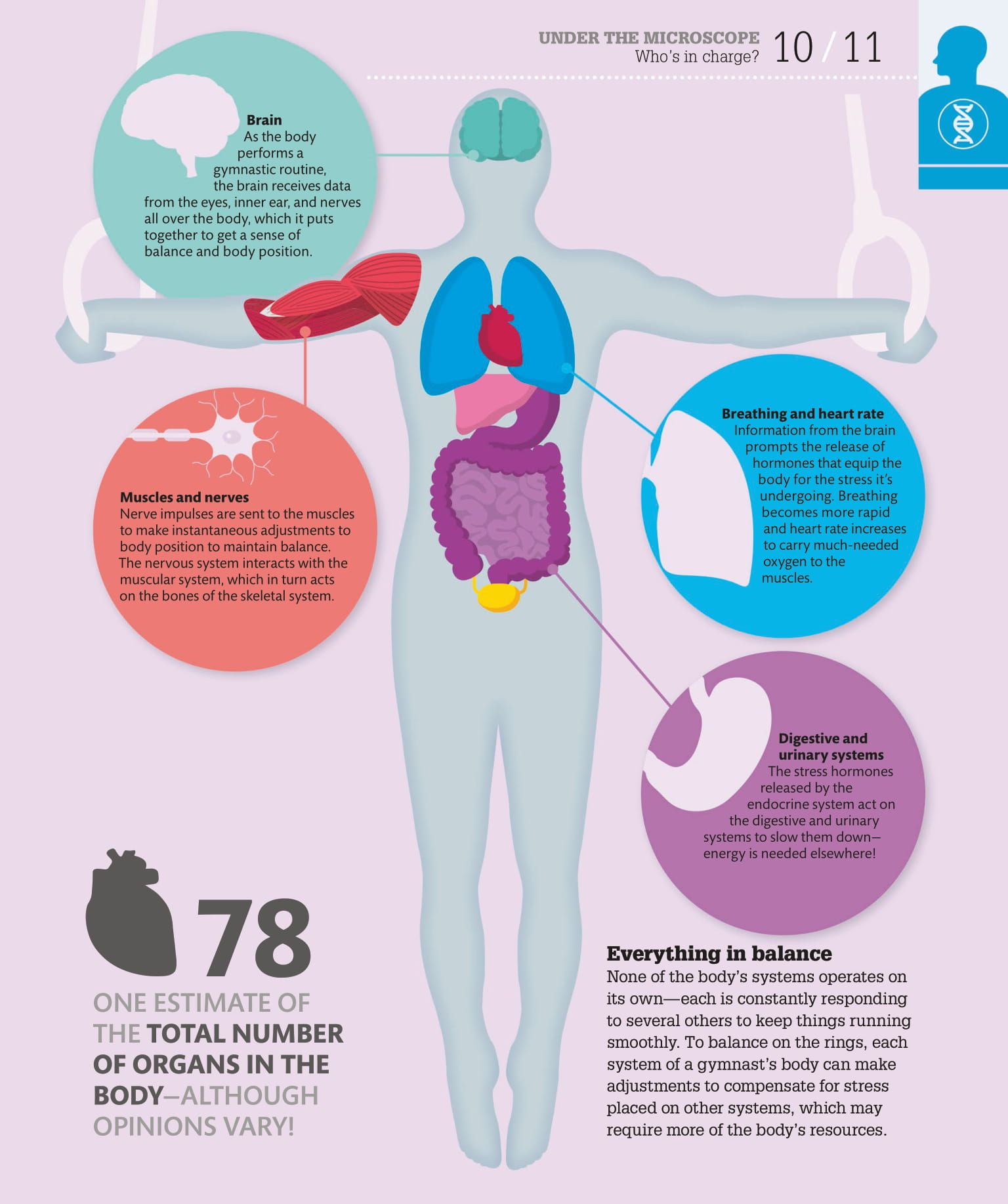 How the Body Works: The Facts Simply Explained – E-books Max30