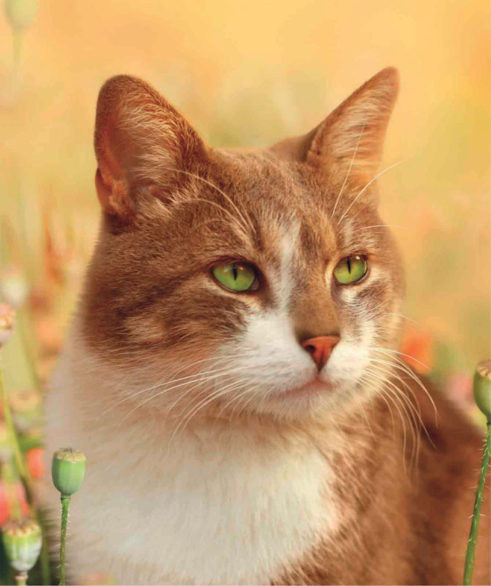 The Cat Encyclopedia: The Definitive Visual Guide – E-books Max30