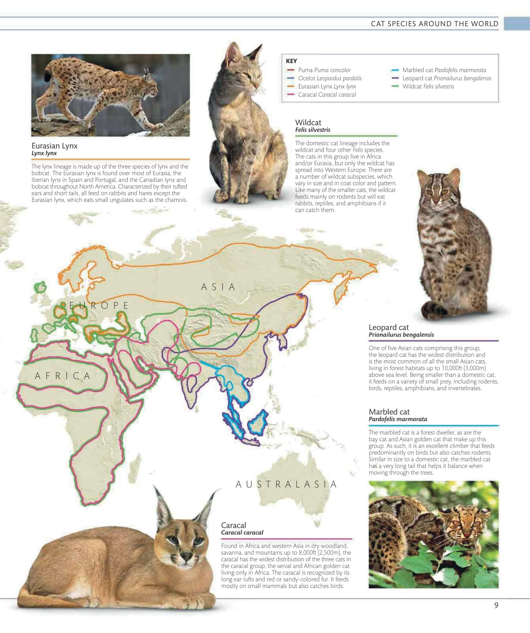 The Cat Encyclopedia: The Definitive Visual Guide – E-books Max30