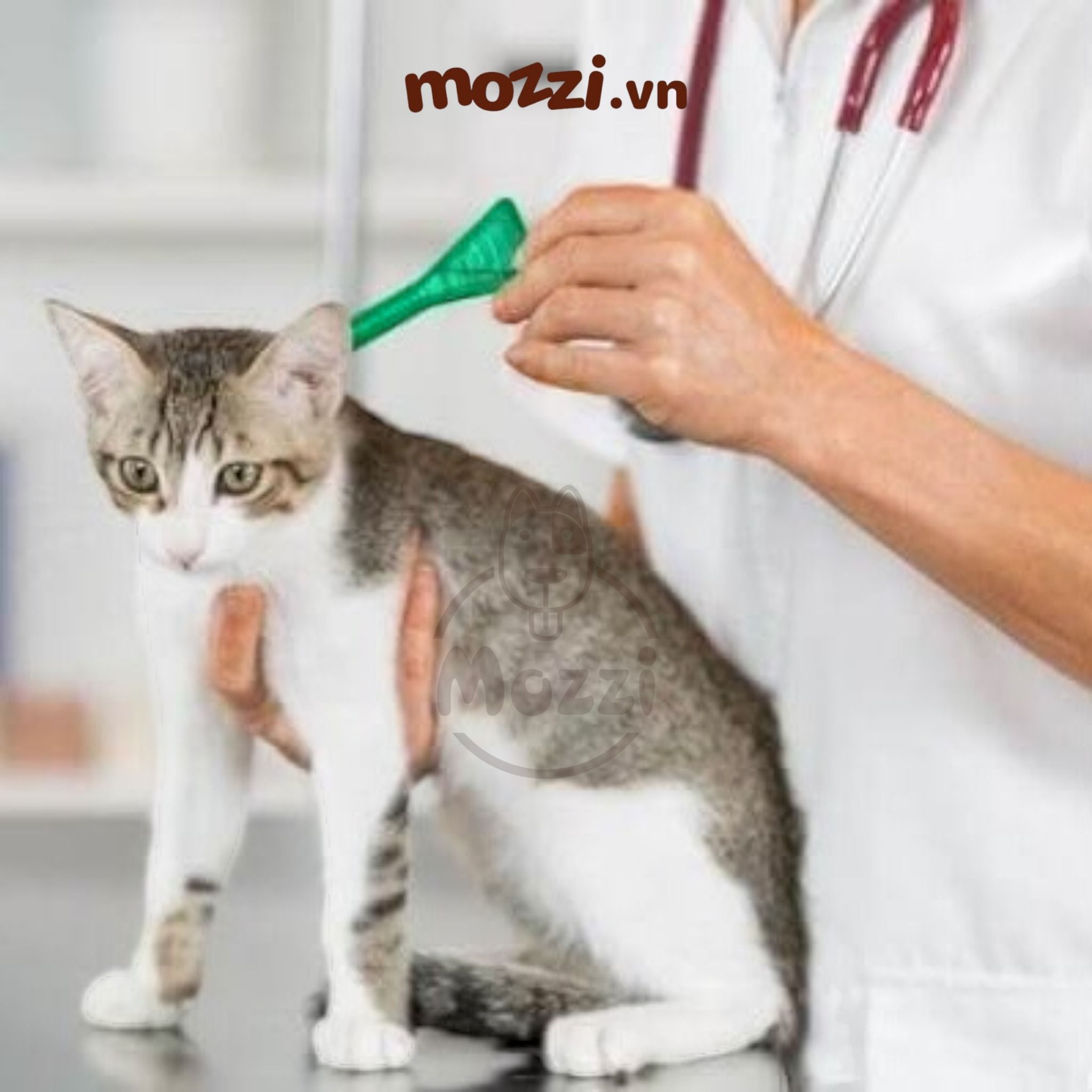 Broadline Nhỏ gáy tẩy giun và trị ve rận bọ chét cho mèo – Mozzi Pet Shop
