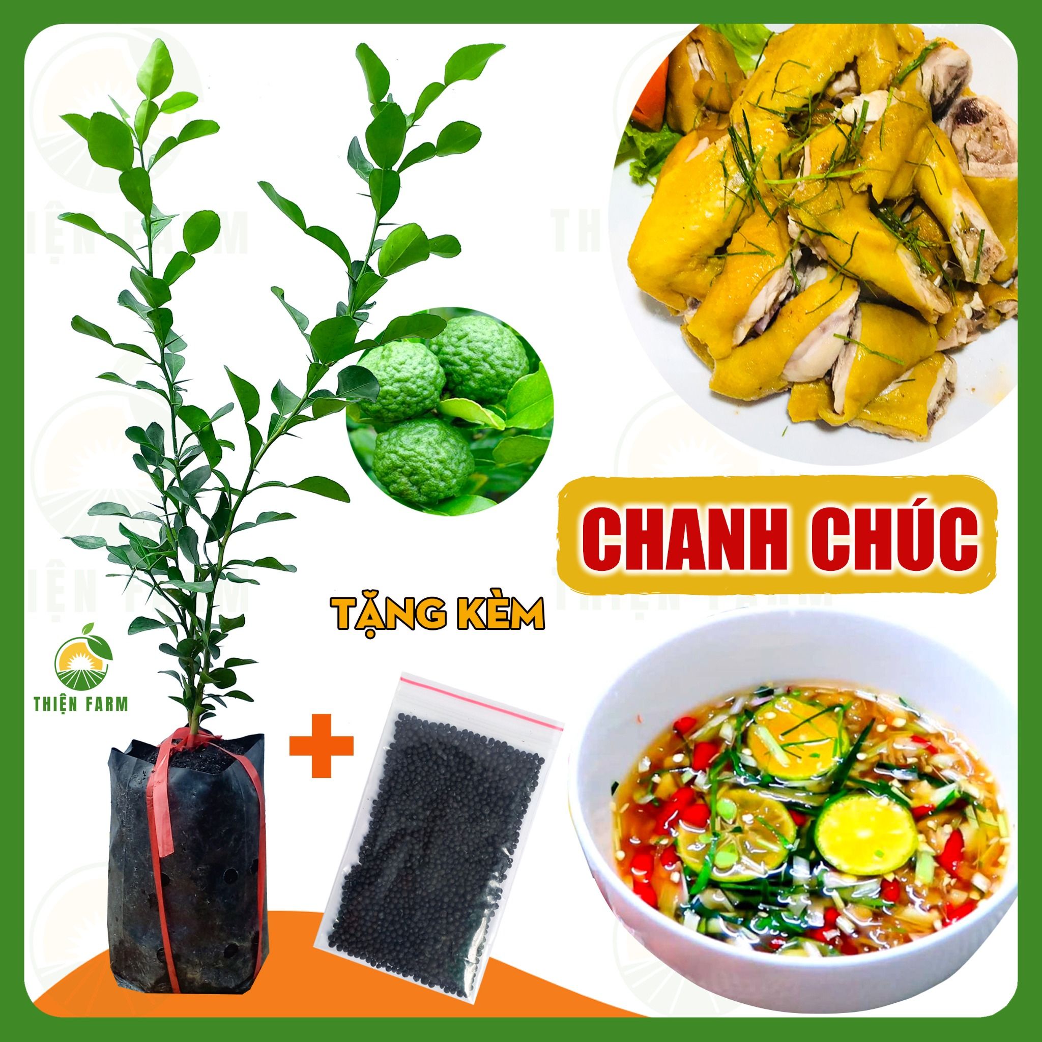 Cây CHANH CHÚC - CHANH THÁI – Thiện Farm