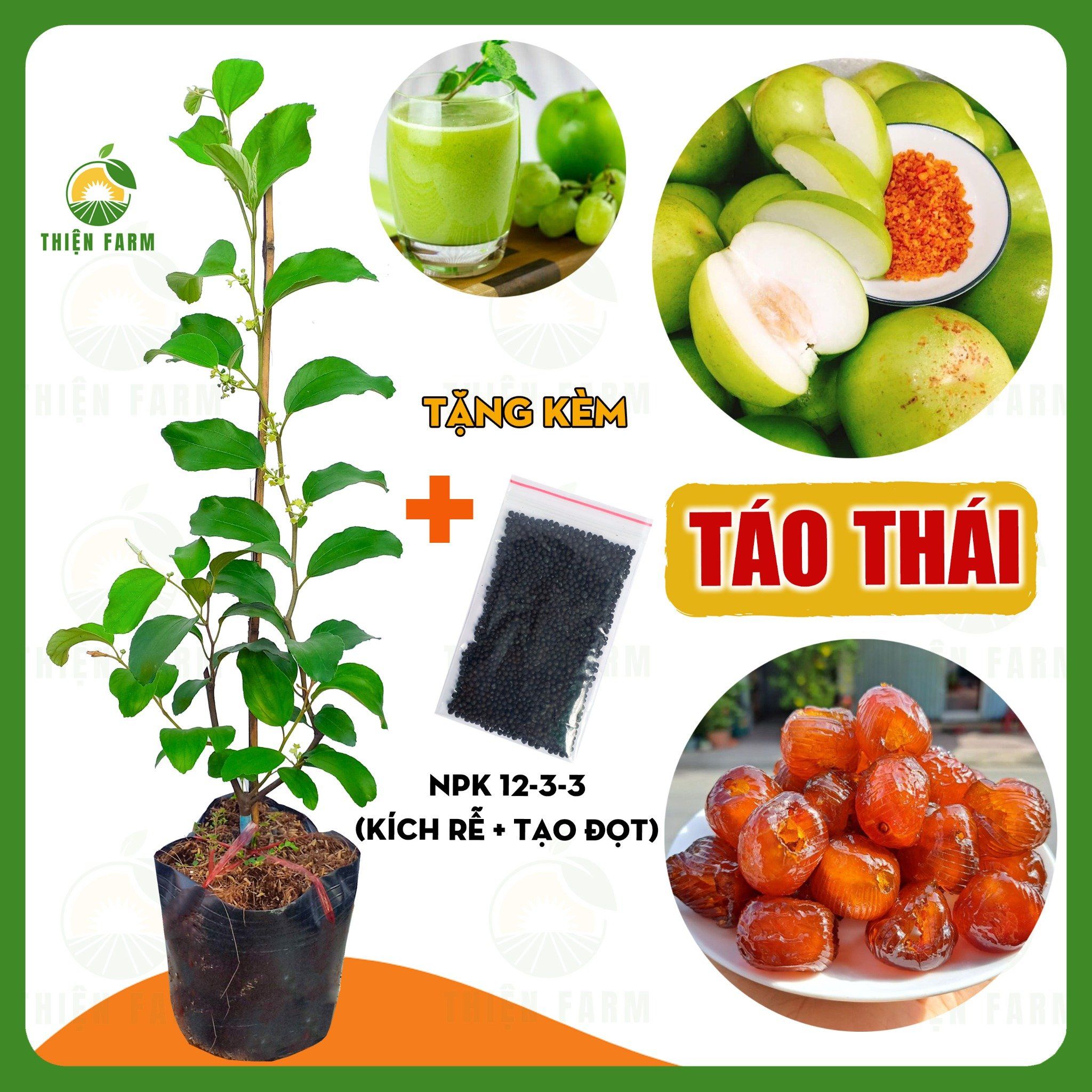 Cây TÁO THÁI – Thiện Farm