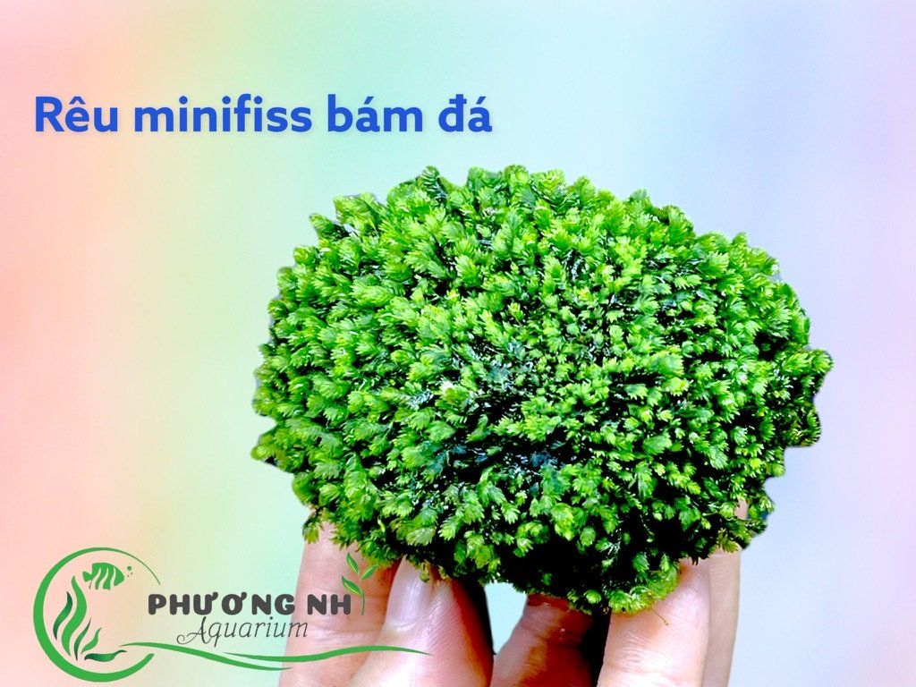 Rêu Mini Fiss bám đá – Cty TNHH Phuongnhi Aquarium