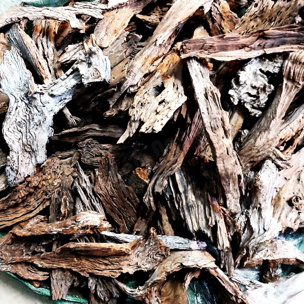 Lũa săn đá – Cty TNHH Phuongnhi Aquarium