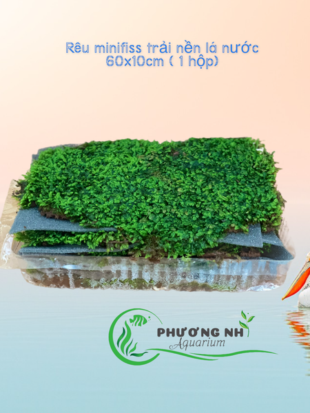 Rêu Mini Fiss – Cty TNHH Phuongnhi Aquarium