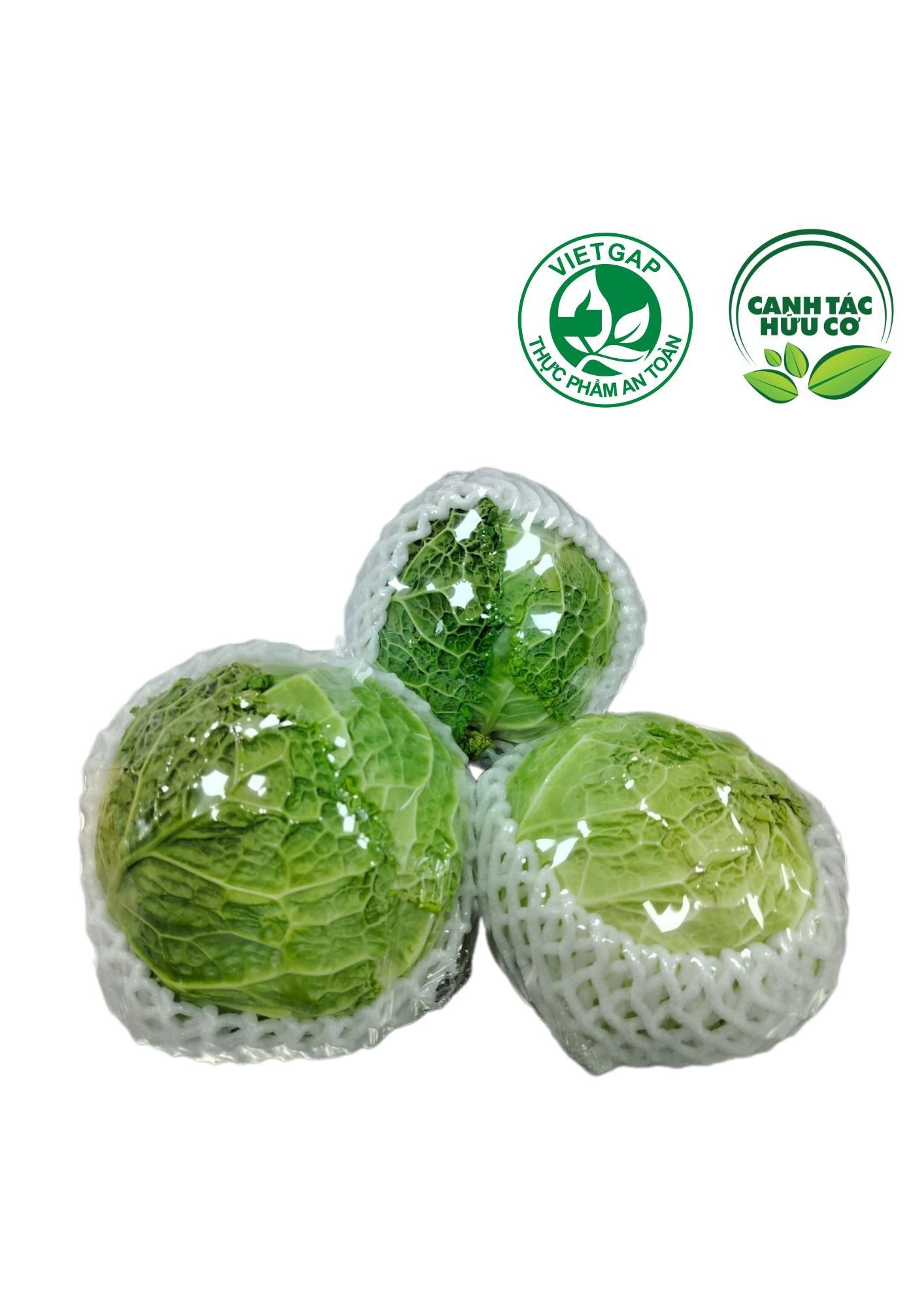 Bắp cải nhăn (600-700g/bắp) – Bio Ngon