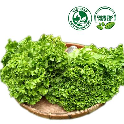 Xà lách Lolo xanh (200-250g/gói) – Bio Ngon