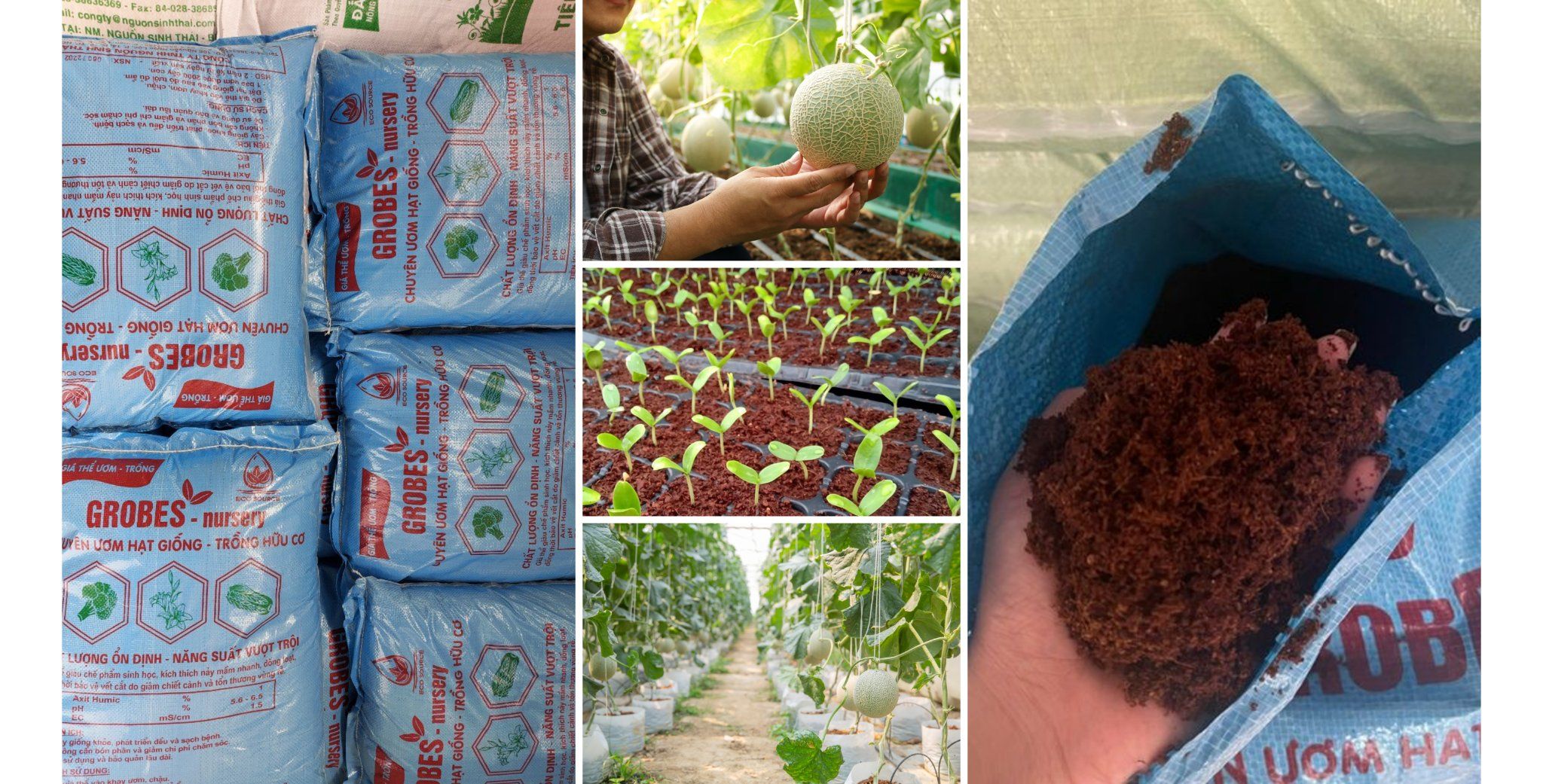 GIÁ THỂ MỤN DỪA GROBES - Chuyên Ươm Hạt Giống, Trồng Hữu Cơ, Chứa Dinh ...