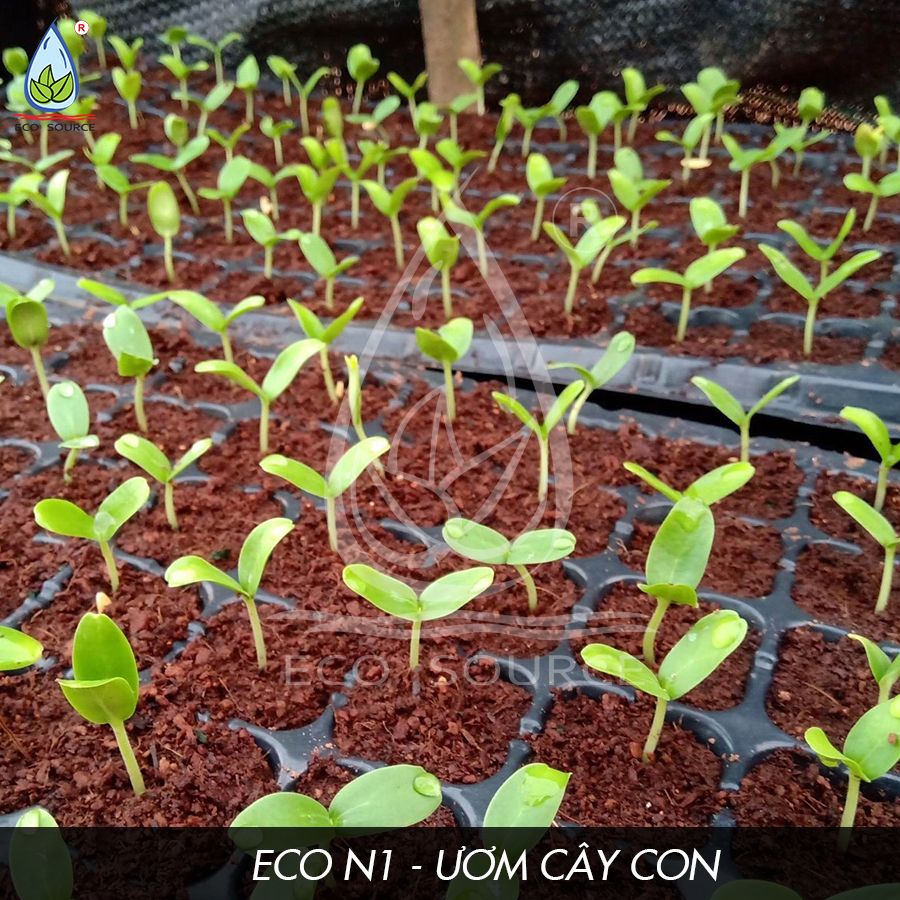 ECO N1 - PERFECT SUBSTRATE FOR GROWING SPROUTS AND SEEDLINGS – Nguồn ...