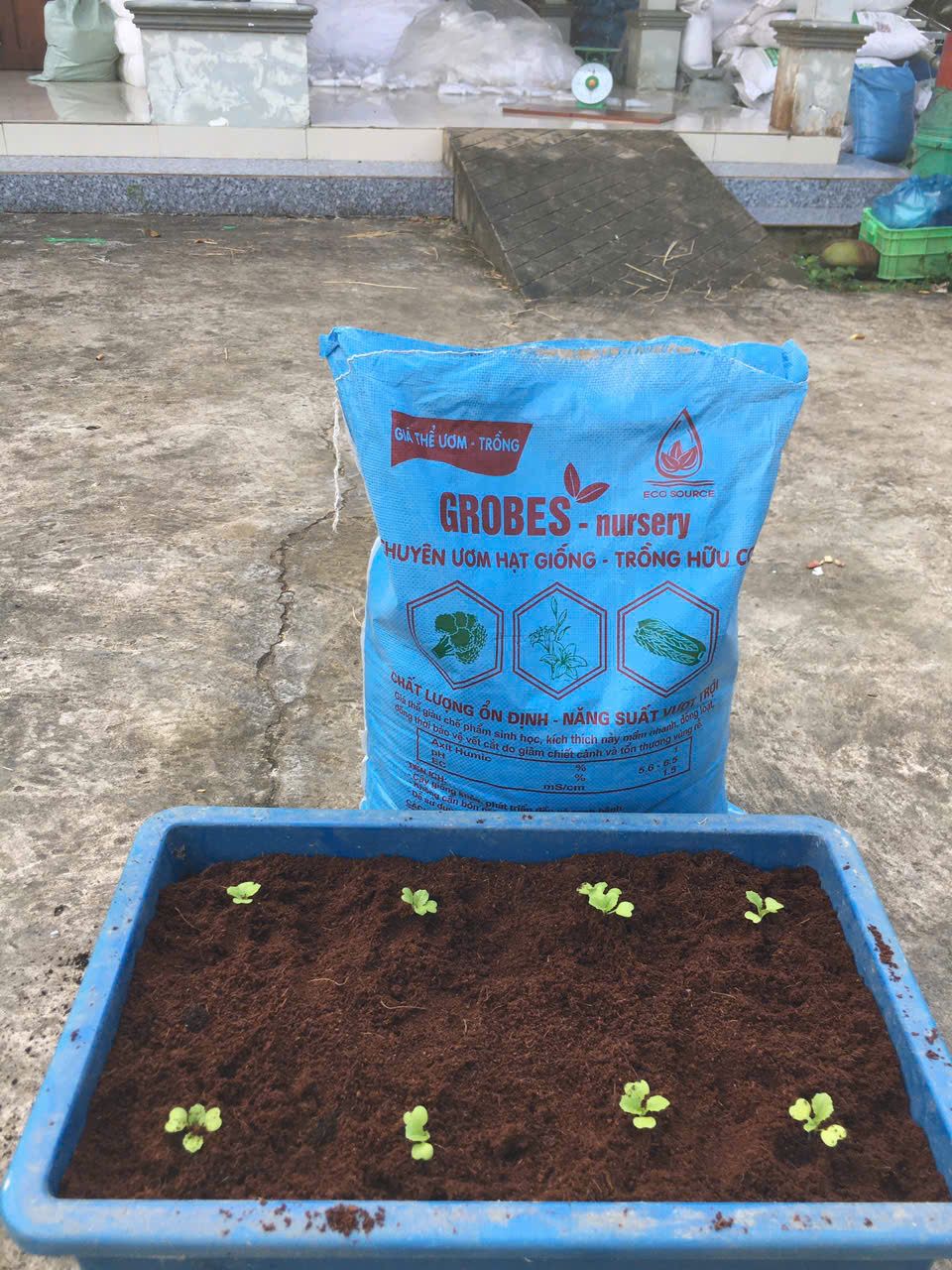 GIÁ THỂ MỤN DỪA GROBES - Chuyên Ươm Hạt Giống, Trồng Hữu Cơ, Chứa Dinh ...