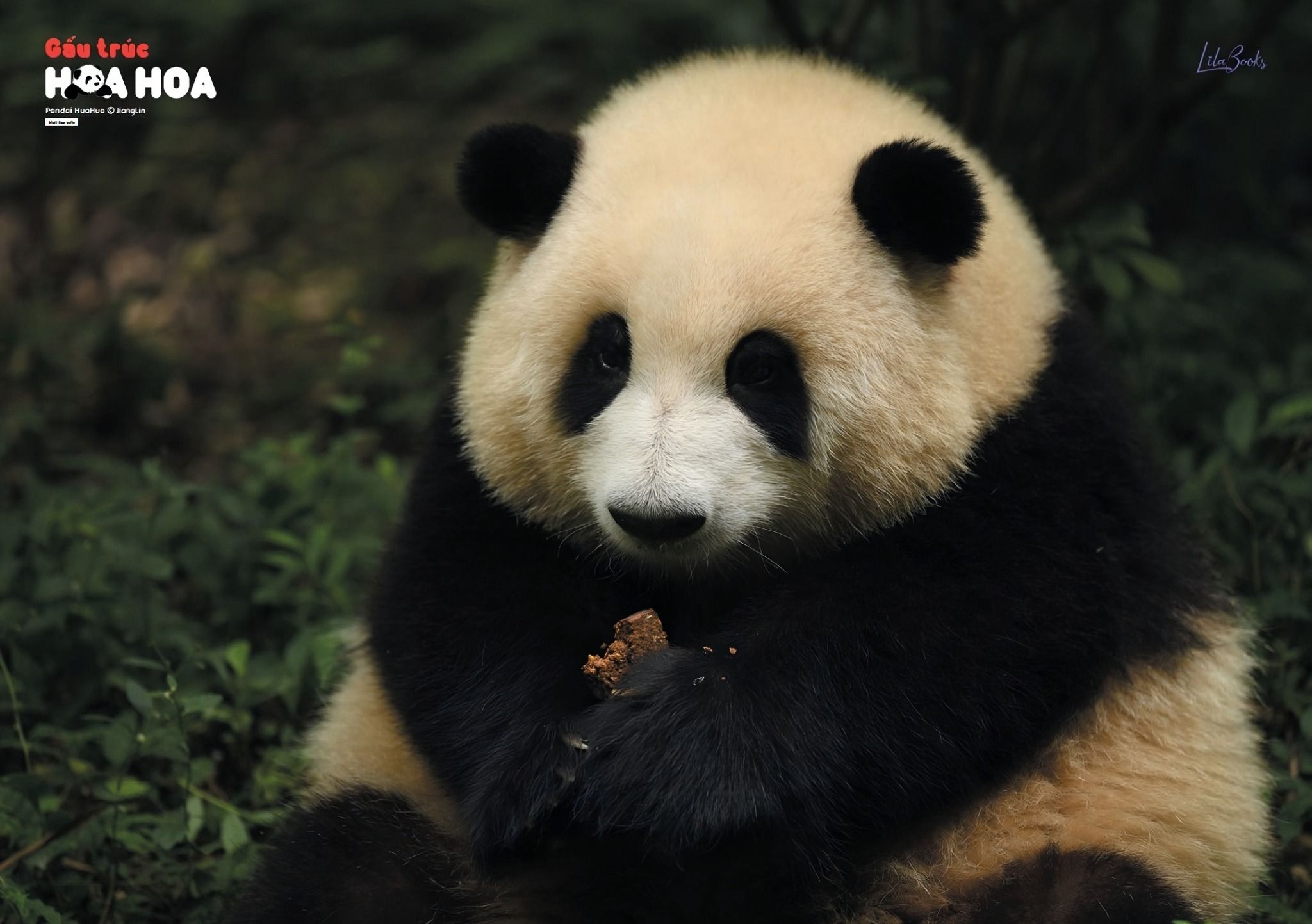 Gấu Trúc Hoa Hoa – AMAK Store