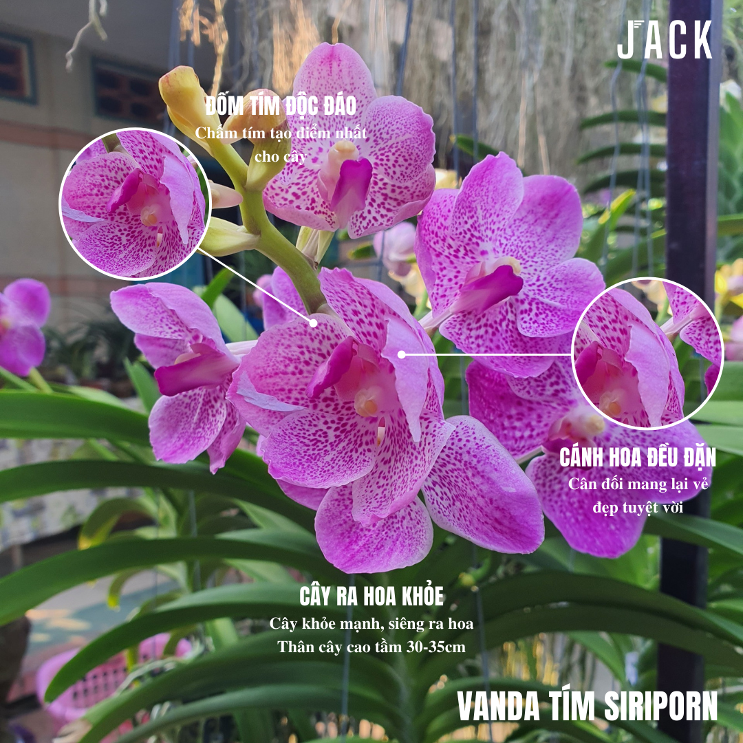 [Khuyên mua] Lan Vanda Tím Siriporn - Bông Đẹp [Lan chơi Tết 2022] – Cửa hàng hoa lan Jack