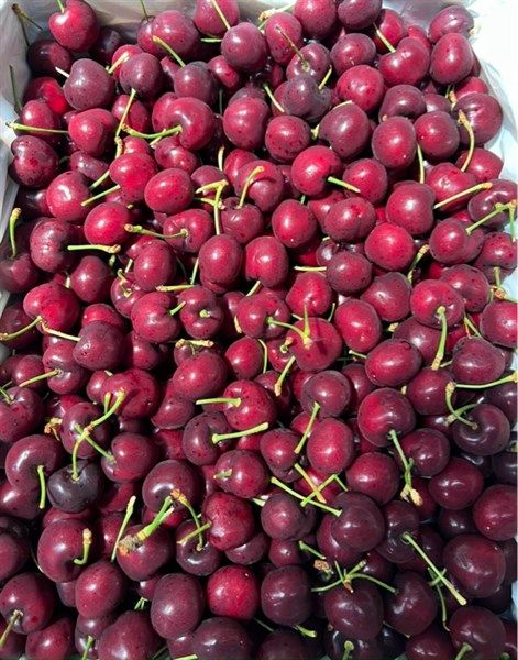 American Red Cherry Size 8.5 – Ant Farm