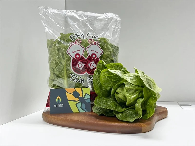 Baby Cos Salad – Ant Farm