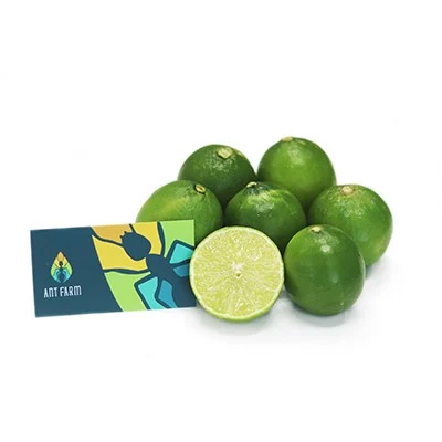 Seedless Lime – Ant Farm