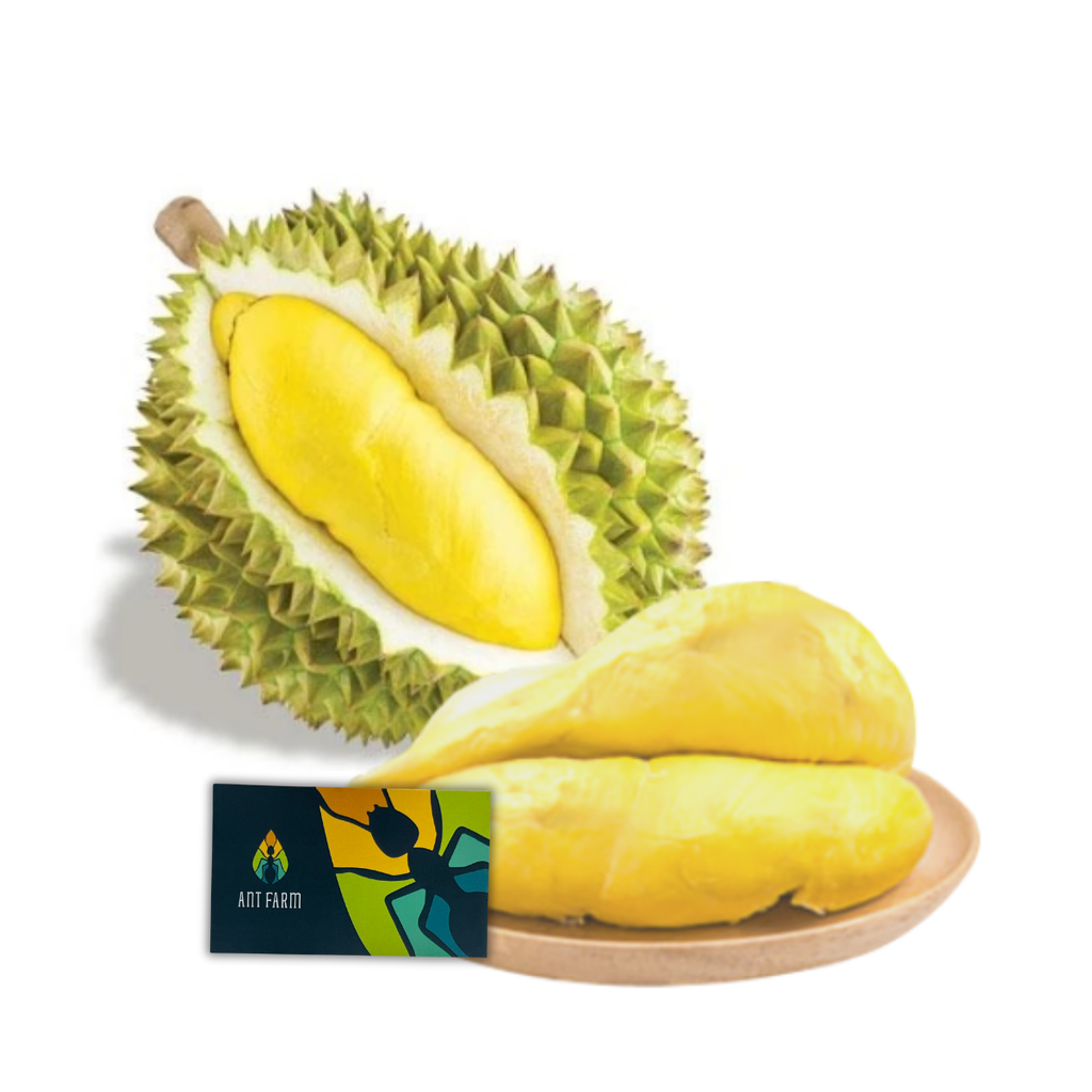 Durian – Ant Farm