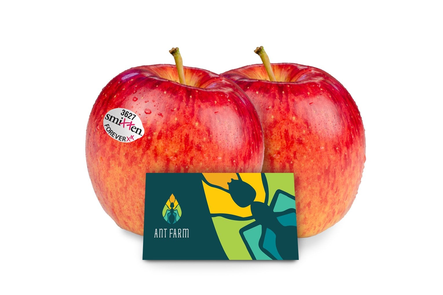 Smitten Apples – Ant Farm