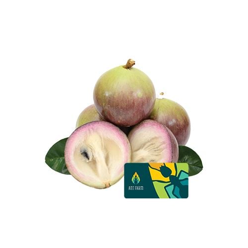 Star Apple – Ant Farm