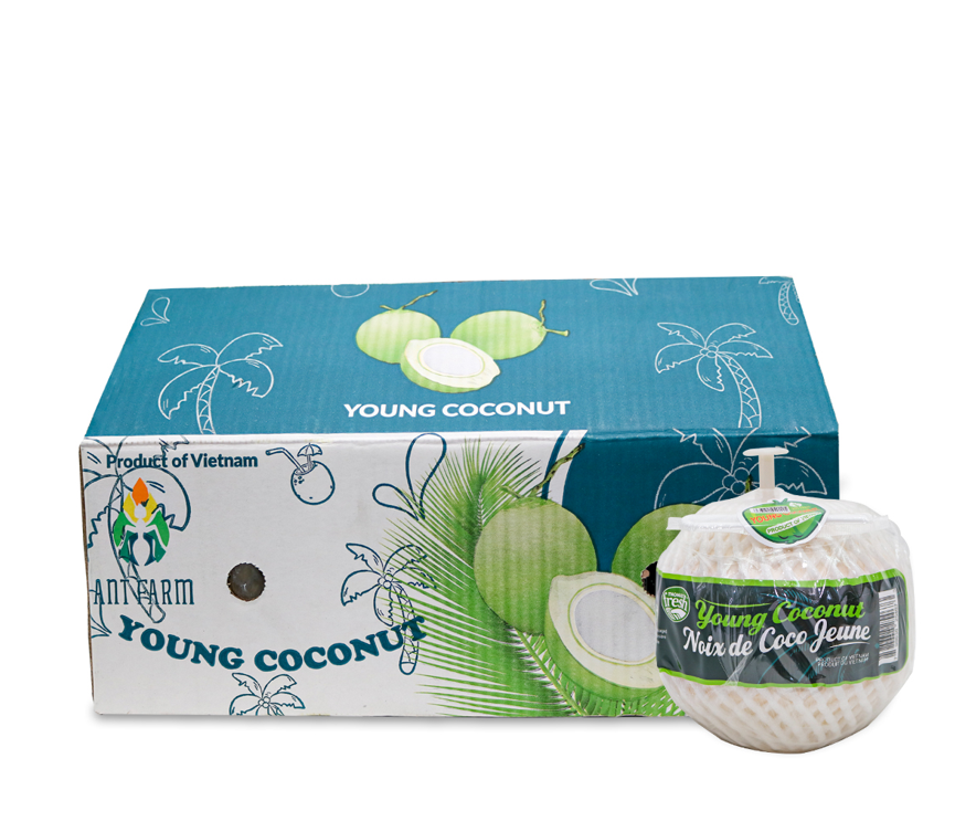 Young coconut – Ant Farm
