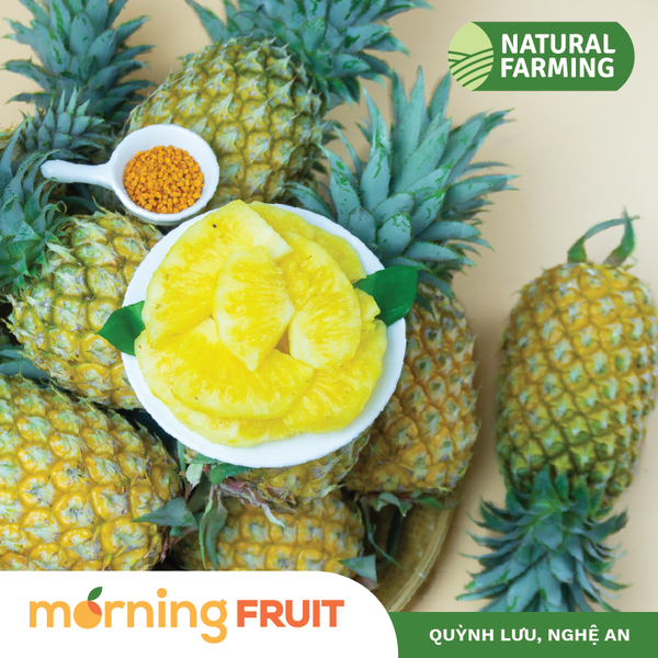 Dứa Queen – Morning Fruit - Trái Cây Chất Lượng Cao
