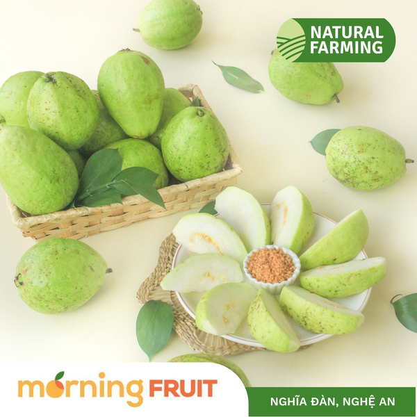 Ổi Nghĩa Đàn – Morning Fruit - Trái Cây Chất Lượng Cao