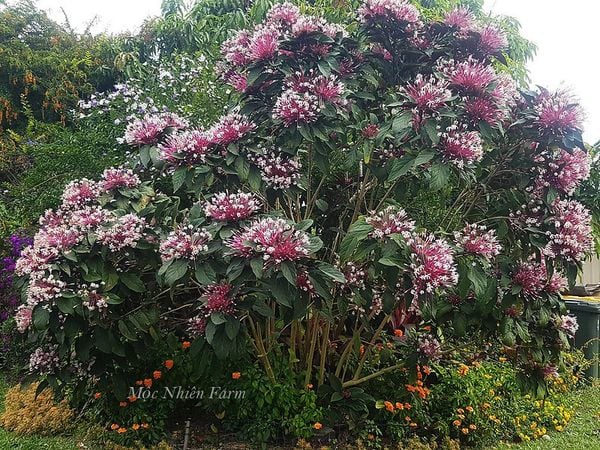 Cây pháo bông đem lại niềm vui và may mắn – MỘC NHIÊN FARM