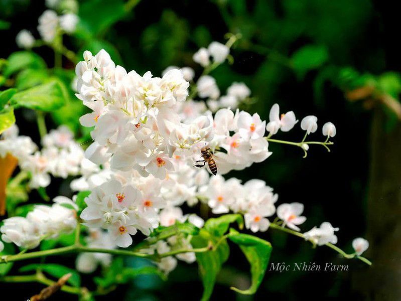 Hoa tigon trắng và những điều thú vị nhất – MỘC NHIÊN FARM
